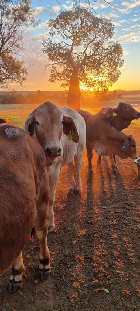 Votes open for Mt Larcom photo competition | Gladstone Today