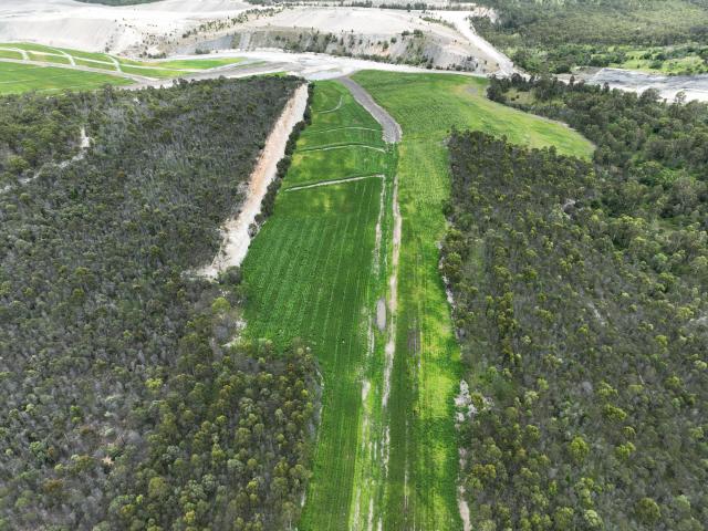 Callide mine completes over 60 hectares rehabilitation | Gladstone Today