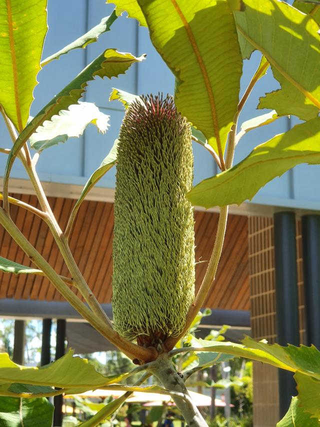 Plant powerline smart | Gladstone Today