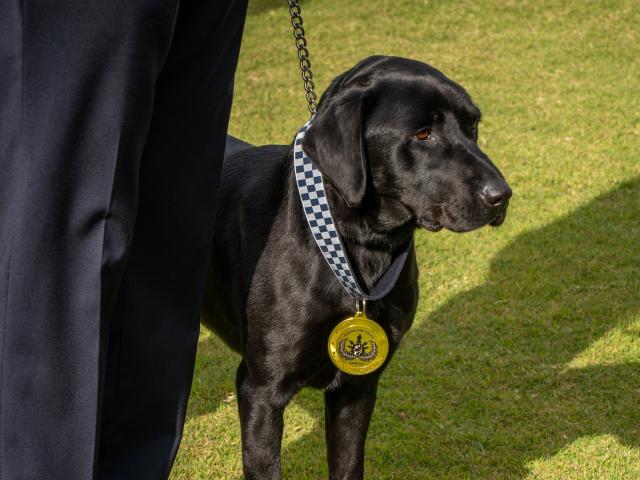 New recruits for QPS | Gladstone Today