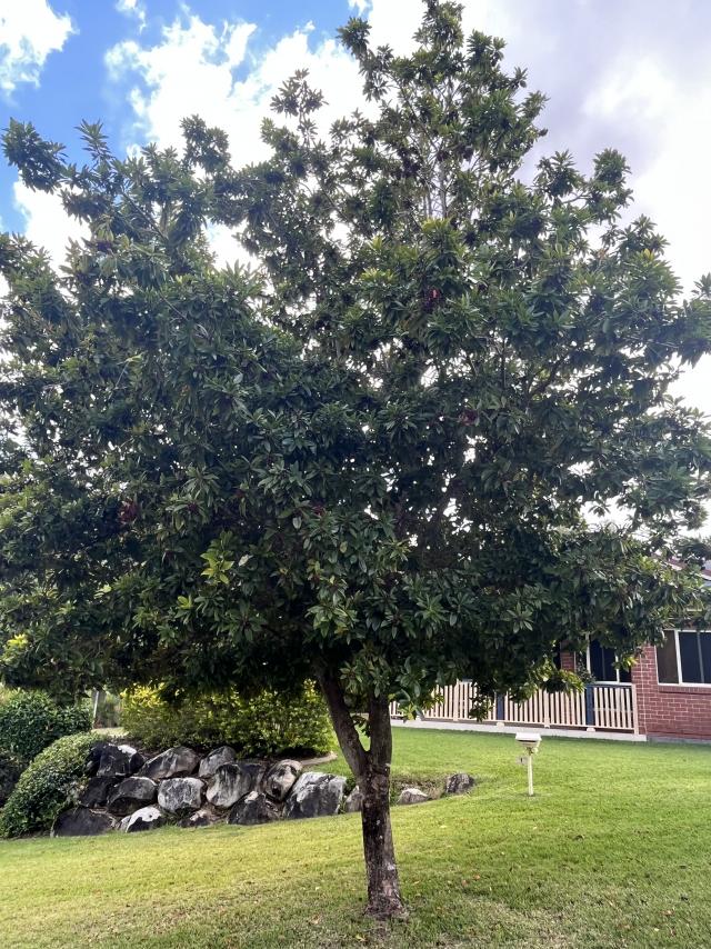 Stunning Flower Trees | Gladstone Today