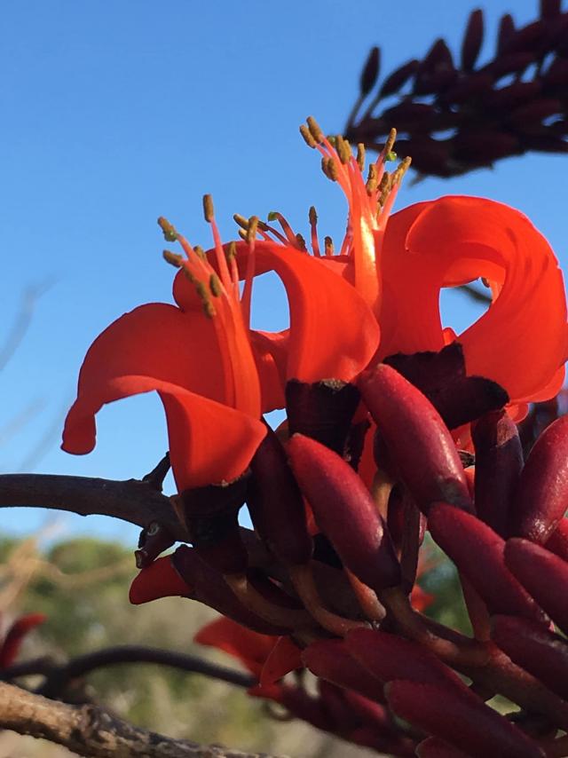 Flemington roses | Gladstone Today