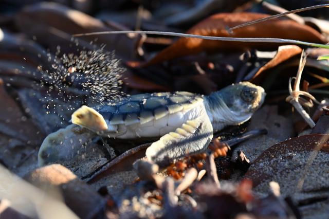 Tannum locals experience a turtle-ly awesome send off | Gladstone Today