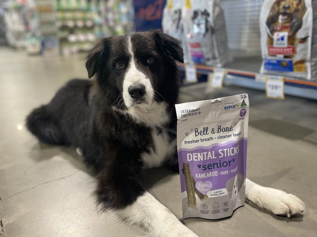 Pet chompers in the spotlight | Gladstone Today